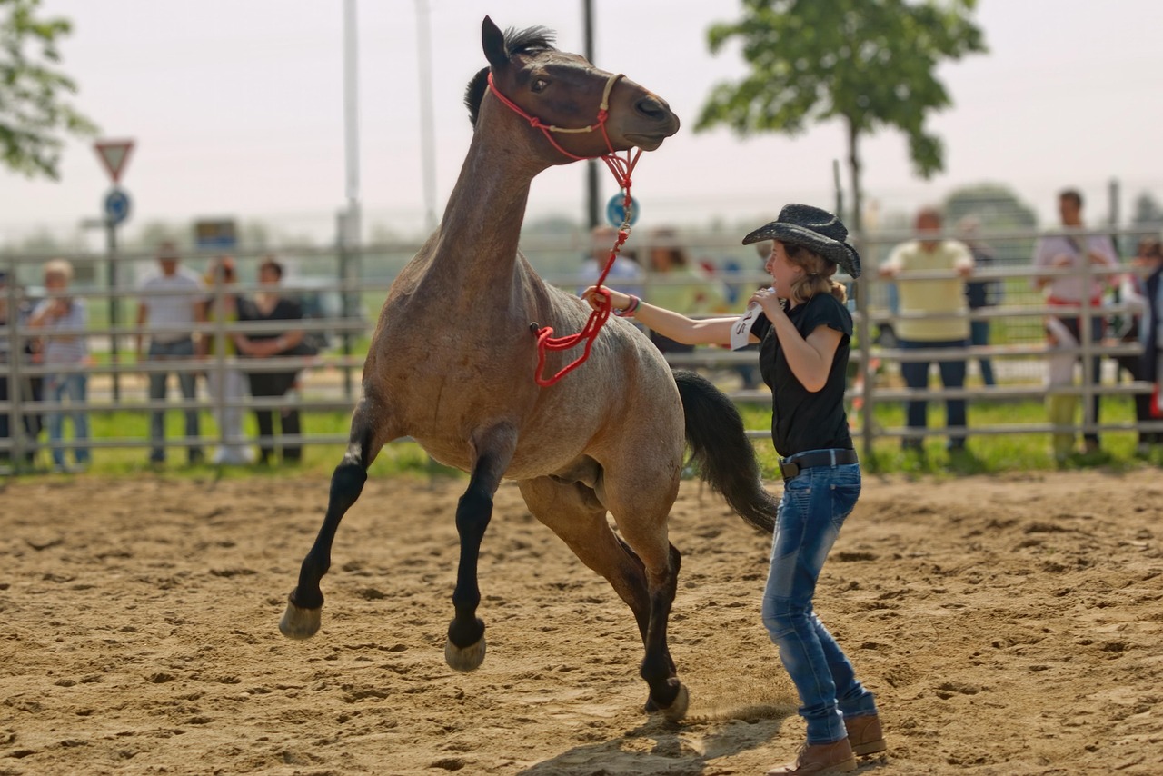 Using Positive Reinforcement in Horse Training - Sport
